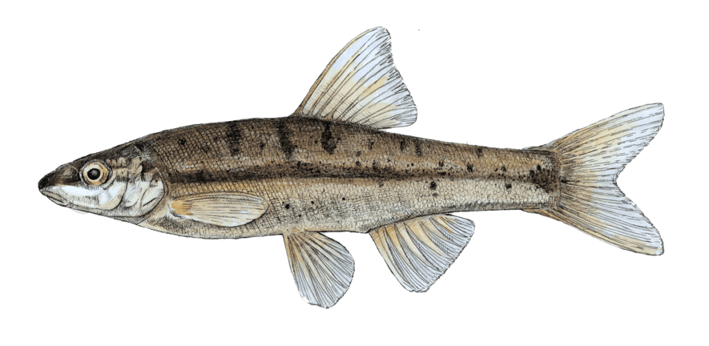 Wildlife of the Virgin River - Virgin River Program