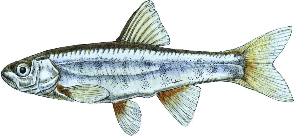 Wildlife of the Virgin River - Virgin River Program