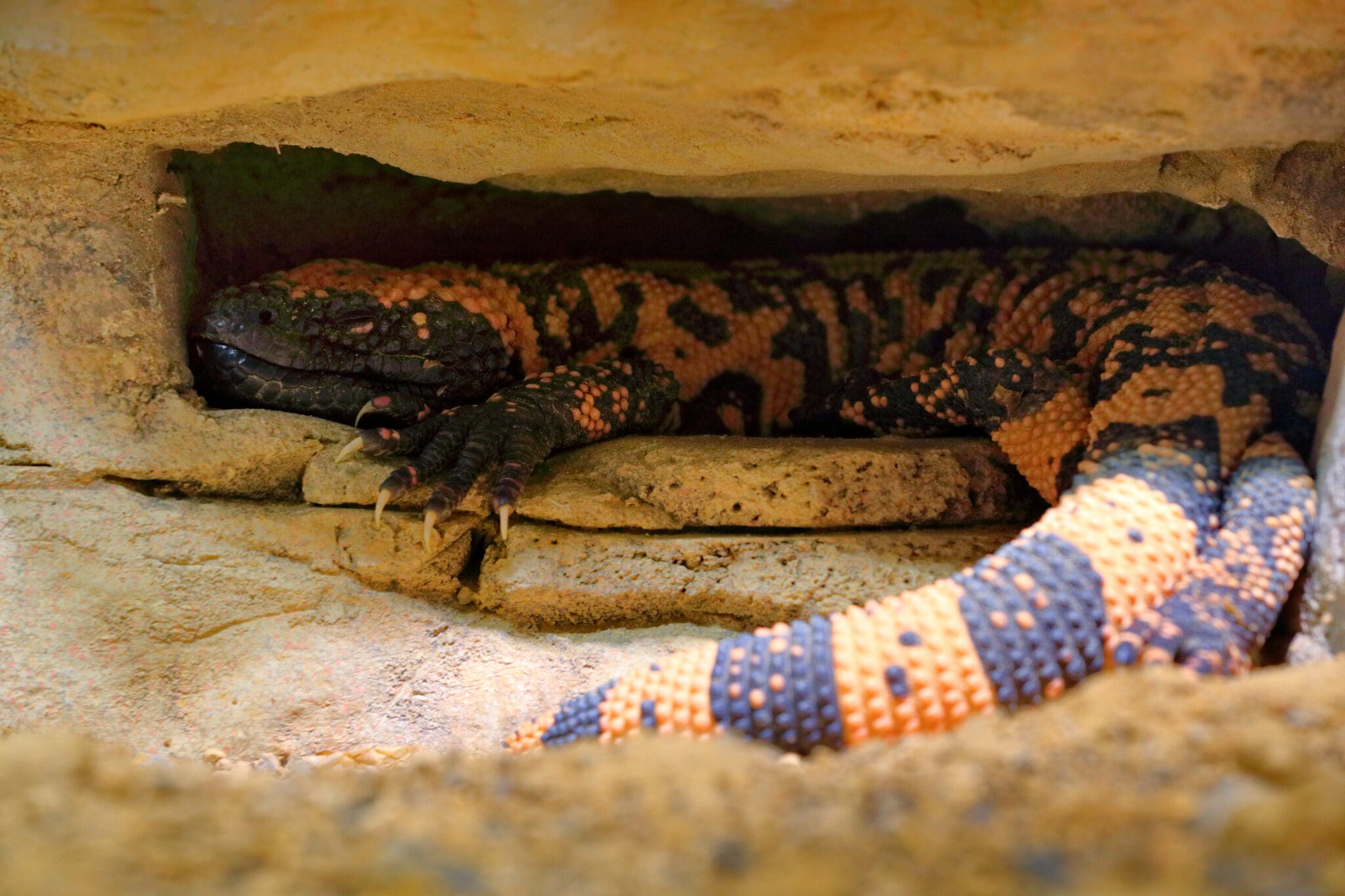 Gila Monsters: Beneath the Scales of Utah's State Reptile - Virgin ...