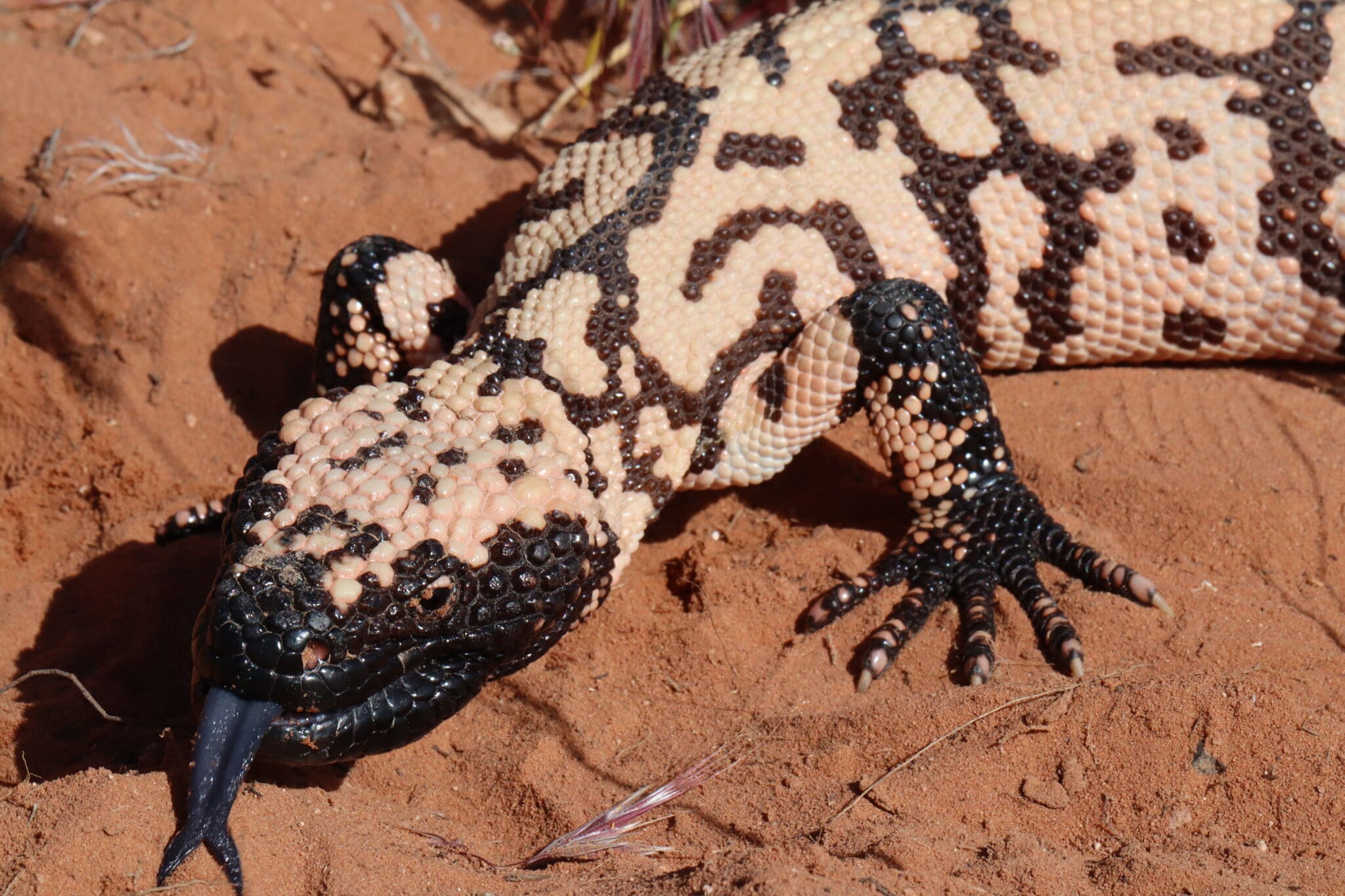 Gila Monsters: Beneath the Scales of Utah's State Reptile - Virgin ...