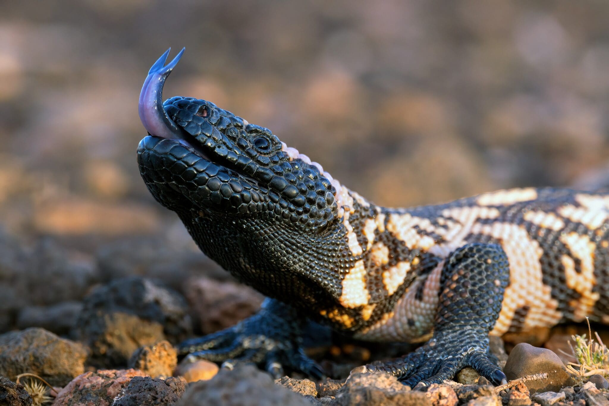 Gila Monsters: Beneath the Scales of Utah's State Reptile - Virgin ...
