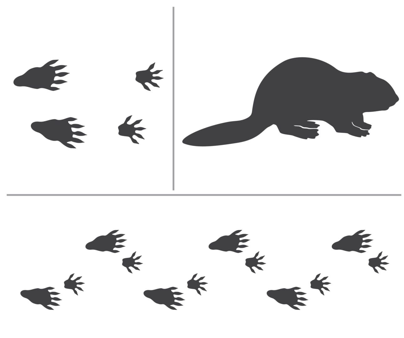 Beaver Tales: Southwest Utah's Ecological Engineers - Virgin River Program