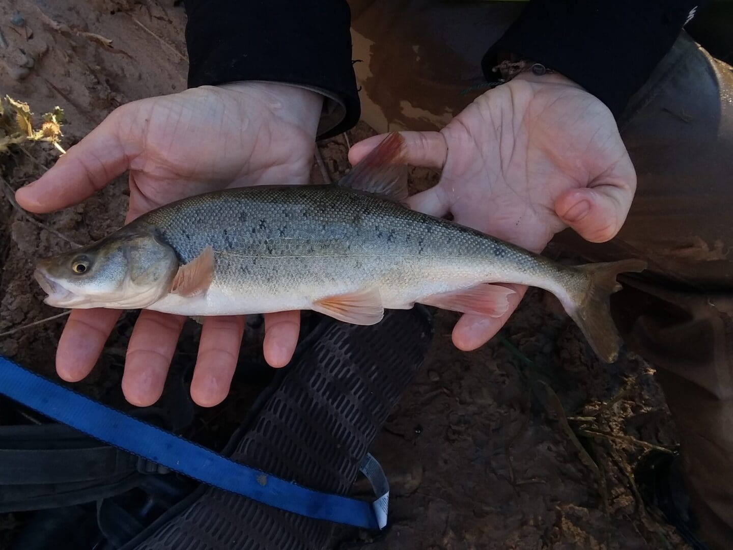 The Remarkable Recovery of the Virgin River Chub - Virgin River Program